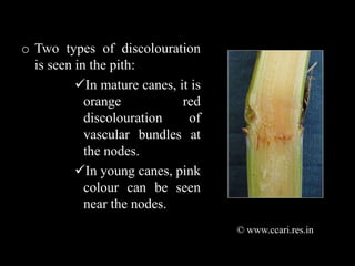 Sugarcane Ratoon Stunting Disease | PPTX