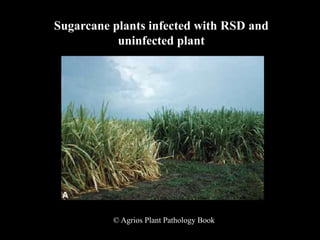 Sugarcane Ratoon Stunting Disease | PPTX