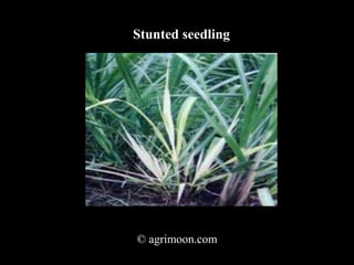 Sugarcane Ratoon Stunting Disease | PPTX