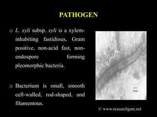 Sugarcane Ratoon Stunting Disease | PPTX