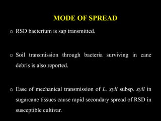 Sugarcane Ratoon Stunting Disease | PPTX