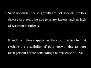 Sugarcane Ratoon Stunting Disease | PPTX