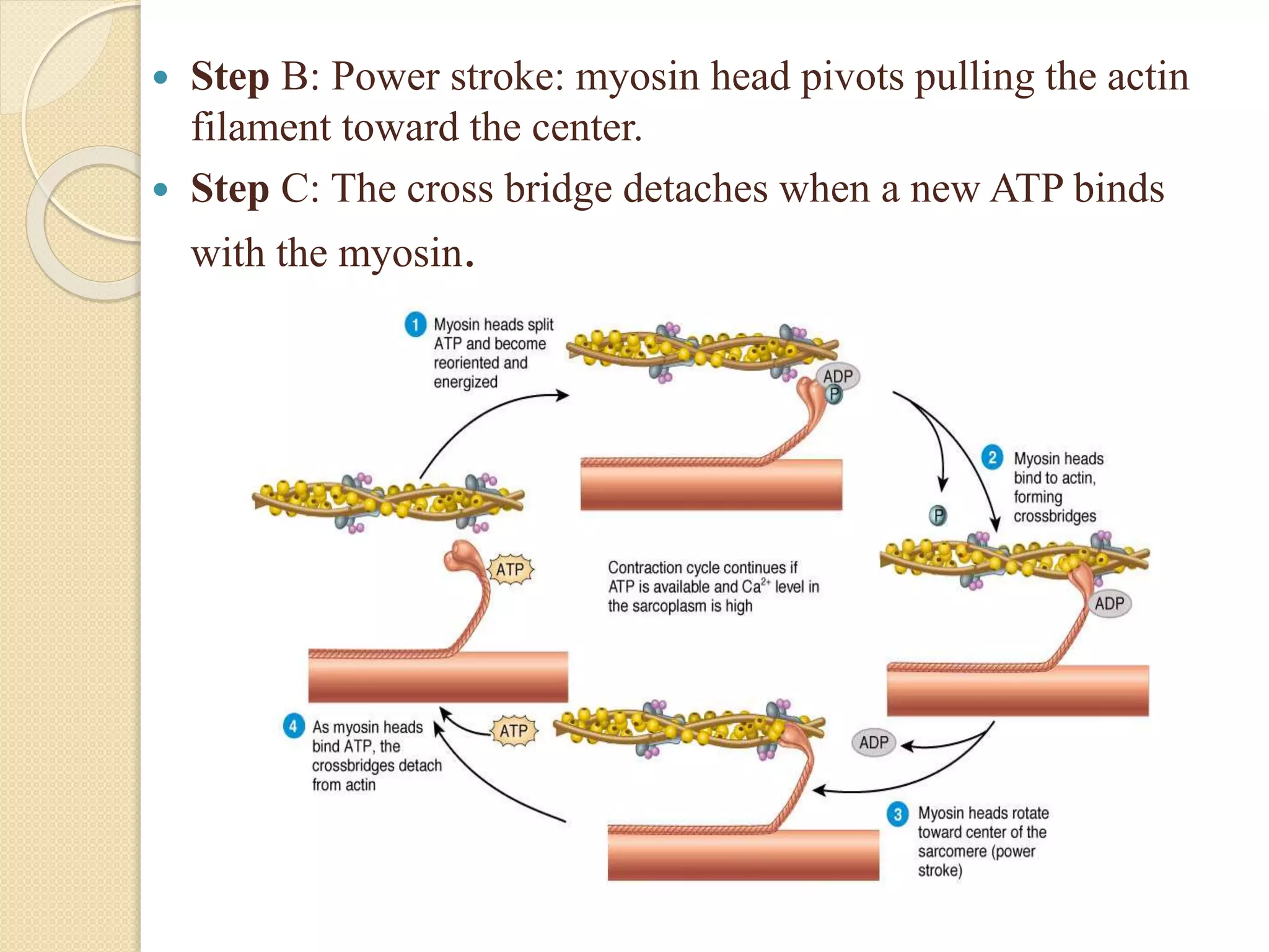 Actin and myosin YB | PPTX