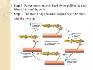 Actin and myosin YB | PPTX