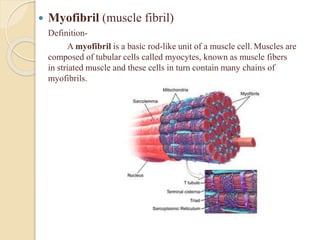 Actin and myosin YB | PPTX
