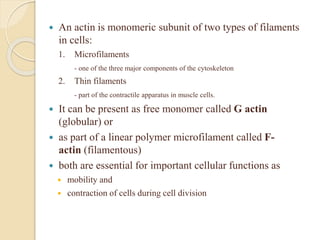 Actin and myosin YB | PPTX
