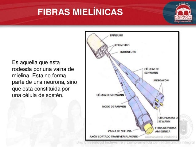 FIBRAS NERVIOSAS , NERVIOS ...-MATEO BUITRAGO