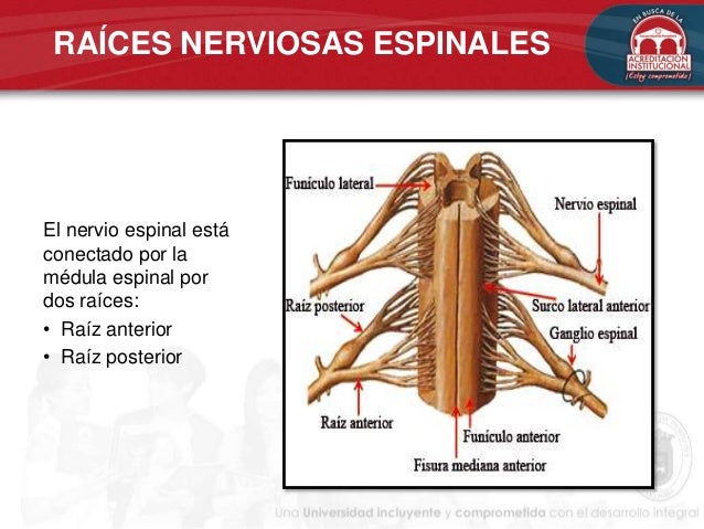 FIBRAS NERVIOSAS , NERVIOS ...-MATEO BUITRAGO