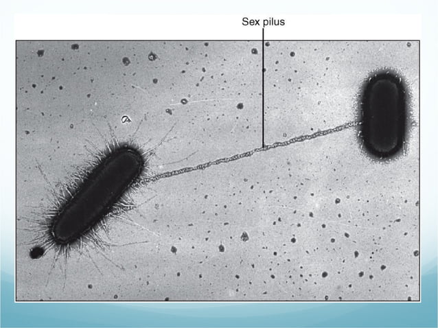 [Micro] bacterial genetics (12 jan) | PPT