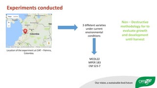 YCA: A process-based model for improving cassava crop management in the ...