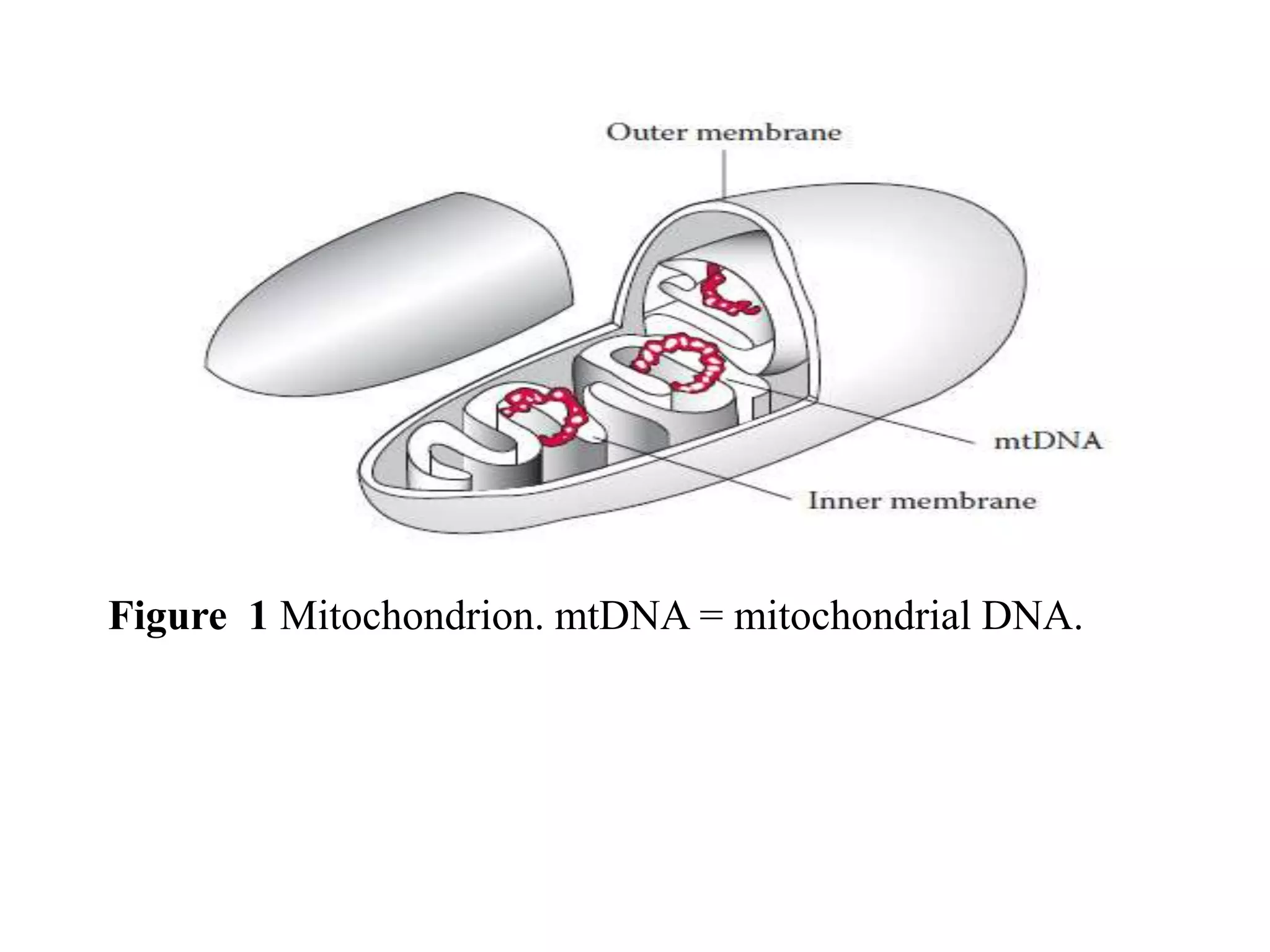 The role of Y chromosome and mitochondrial DNA in forensic science | PPTX