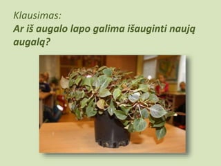 Augalo dauginimas | PPTX