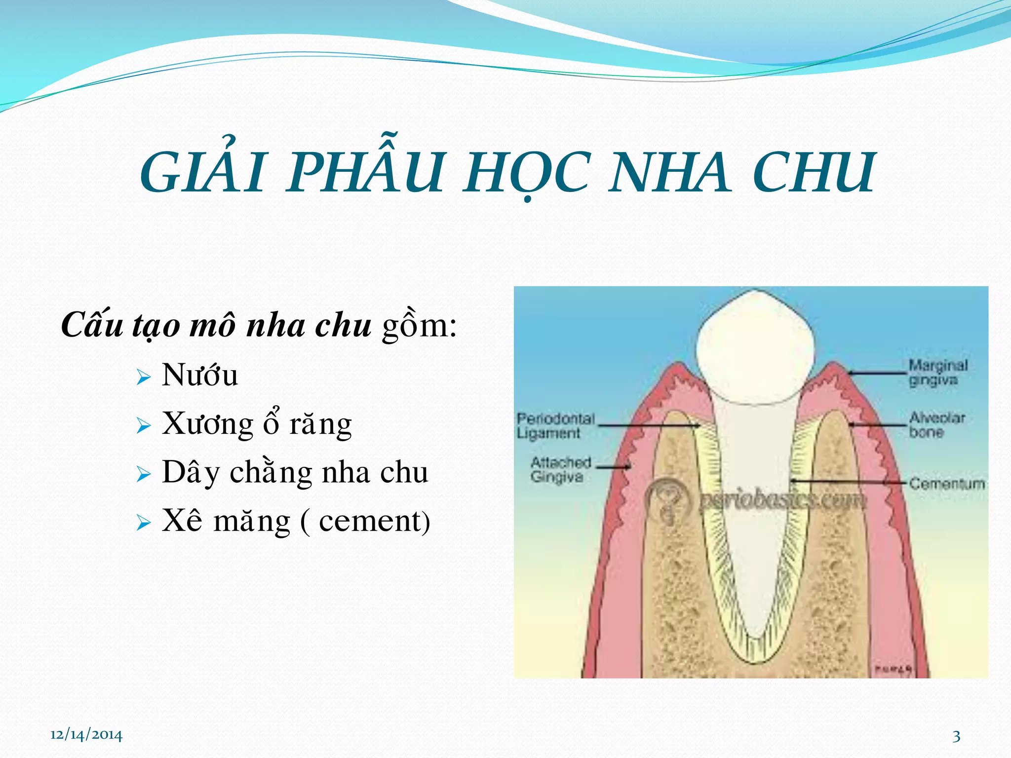 NHA CHU HỌC | PDF