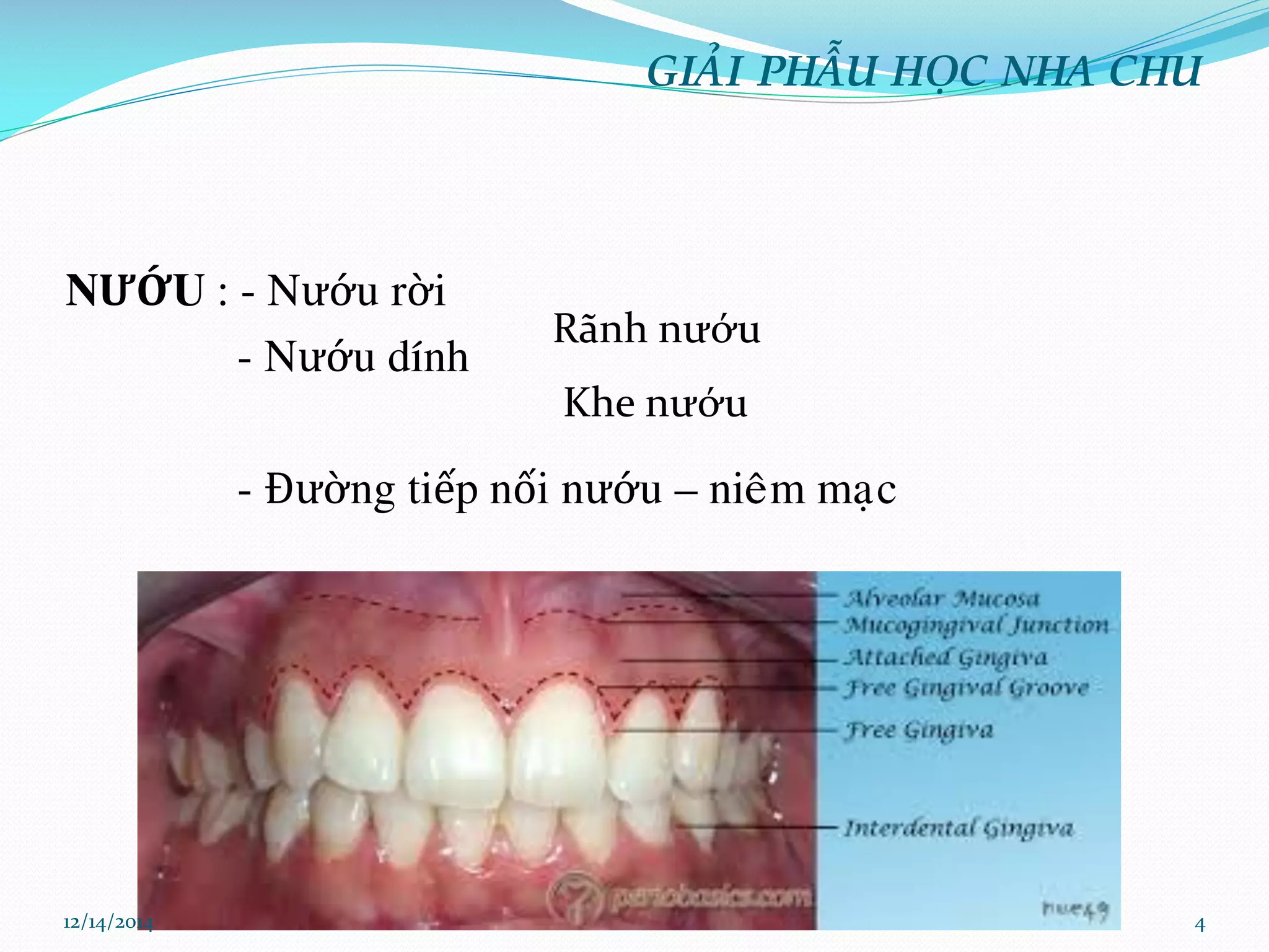 NHA CHU HỌC | PDF