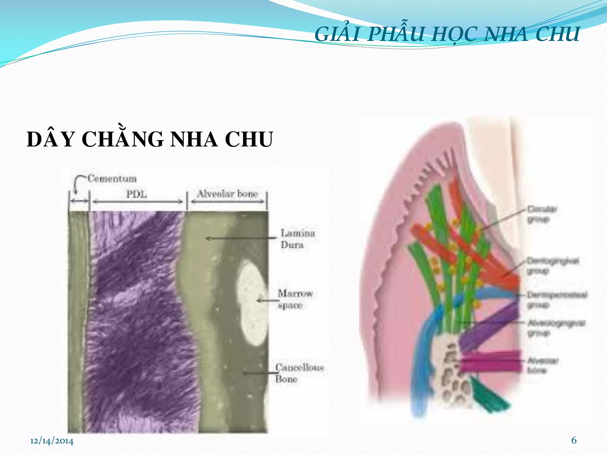 NHA CHU HỌC | PDF