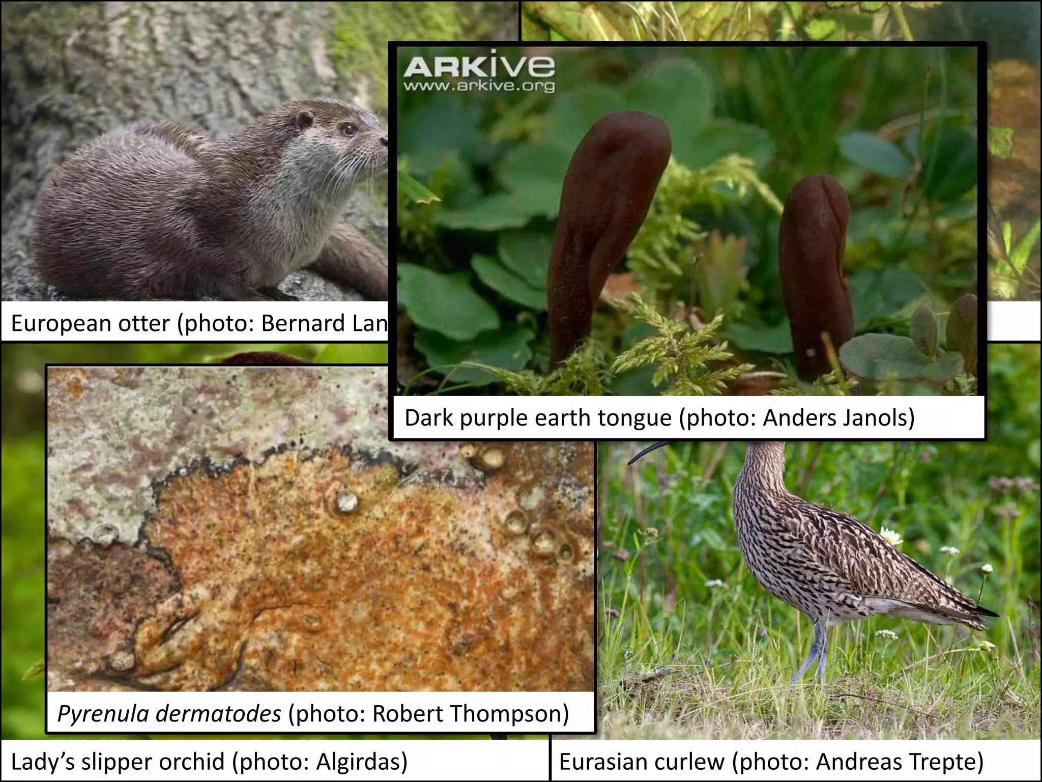 Big Data and Wildlife Conservation | PPTX