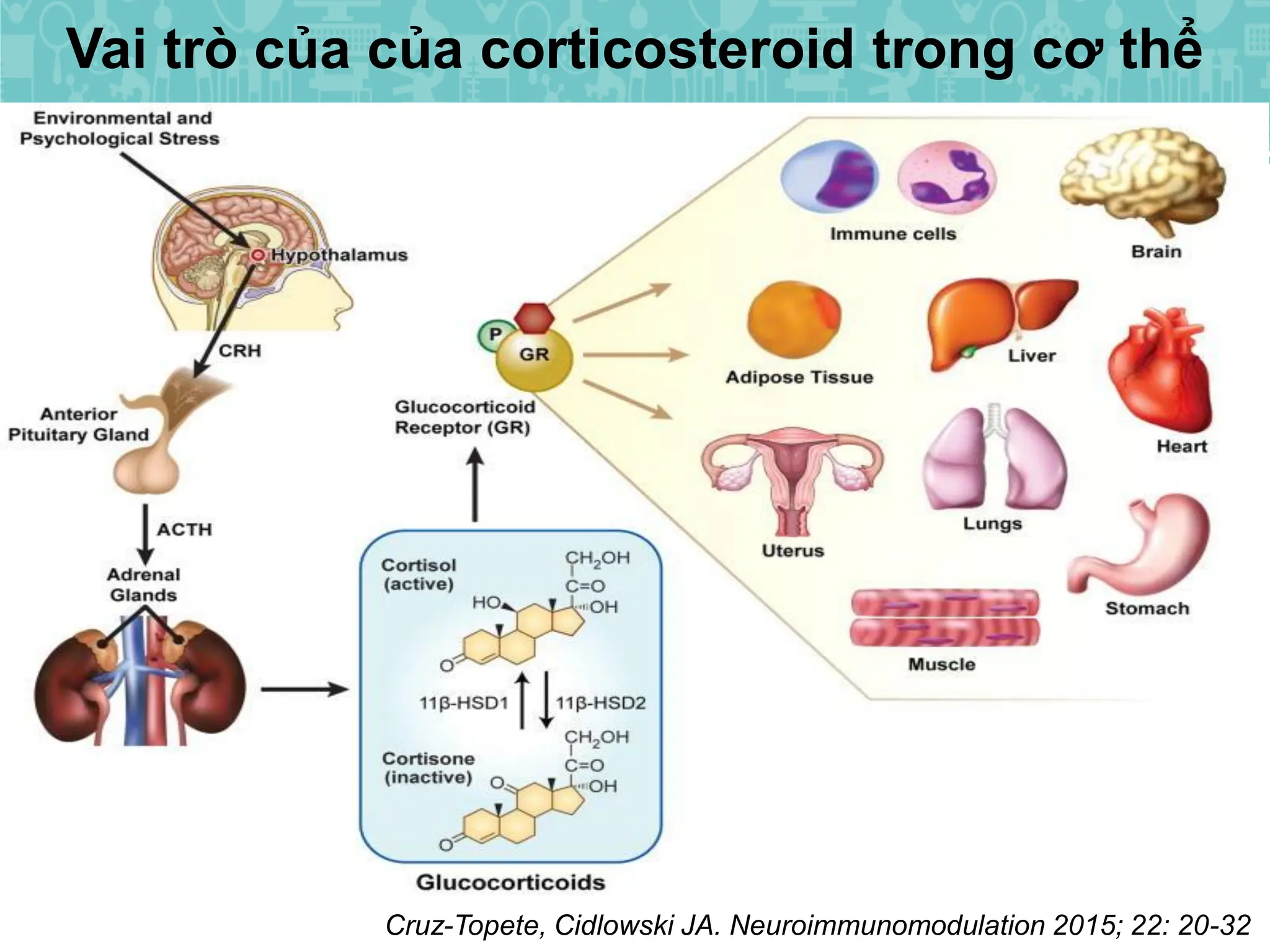 ( Y DƯỢC THƯỜNG THỨC ). corticoid 2017.pdf