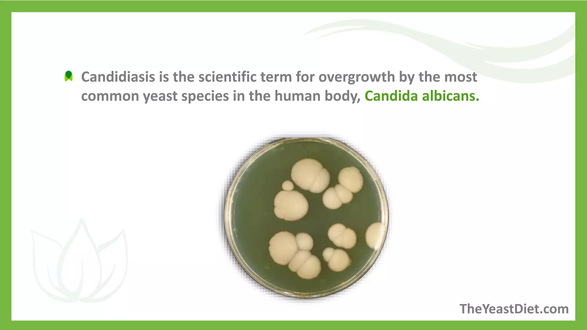 Yeast Infection Causes And Cures | PPTX