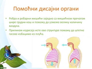 Disanje.pptx