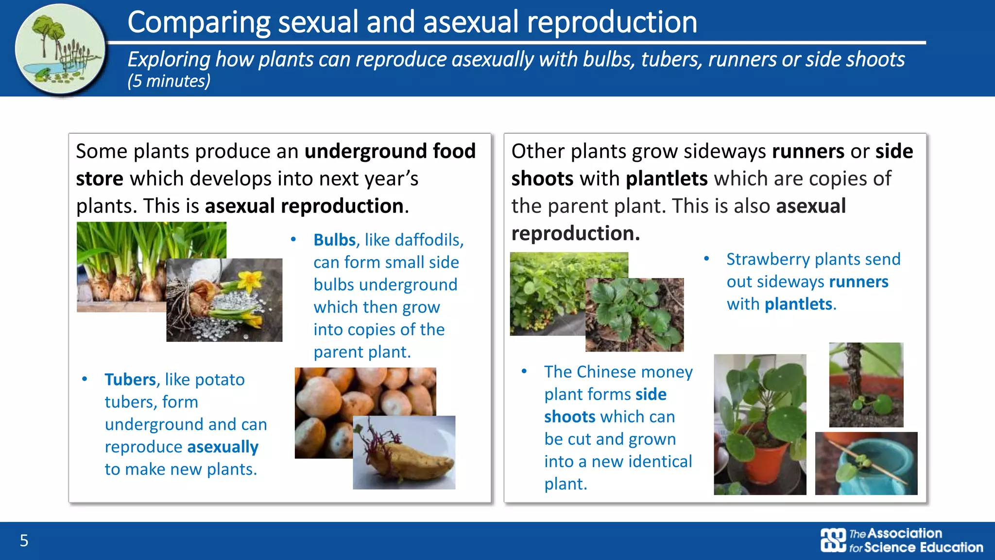 year-5-lesson-1-asexual-and-sexual-plant-reproduction.pptx