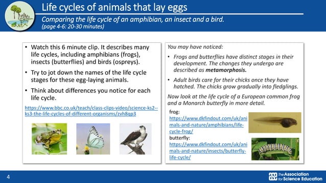 year-5-lesson-4-animal-life-cycles.pptx | Biological Sciences | Science
