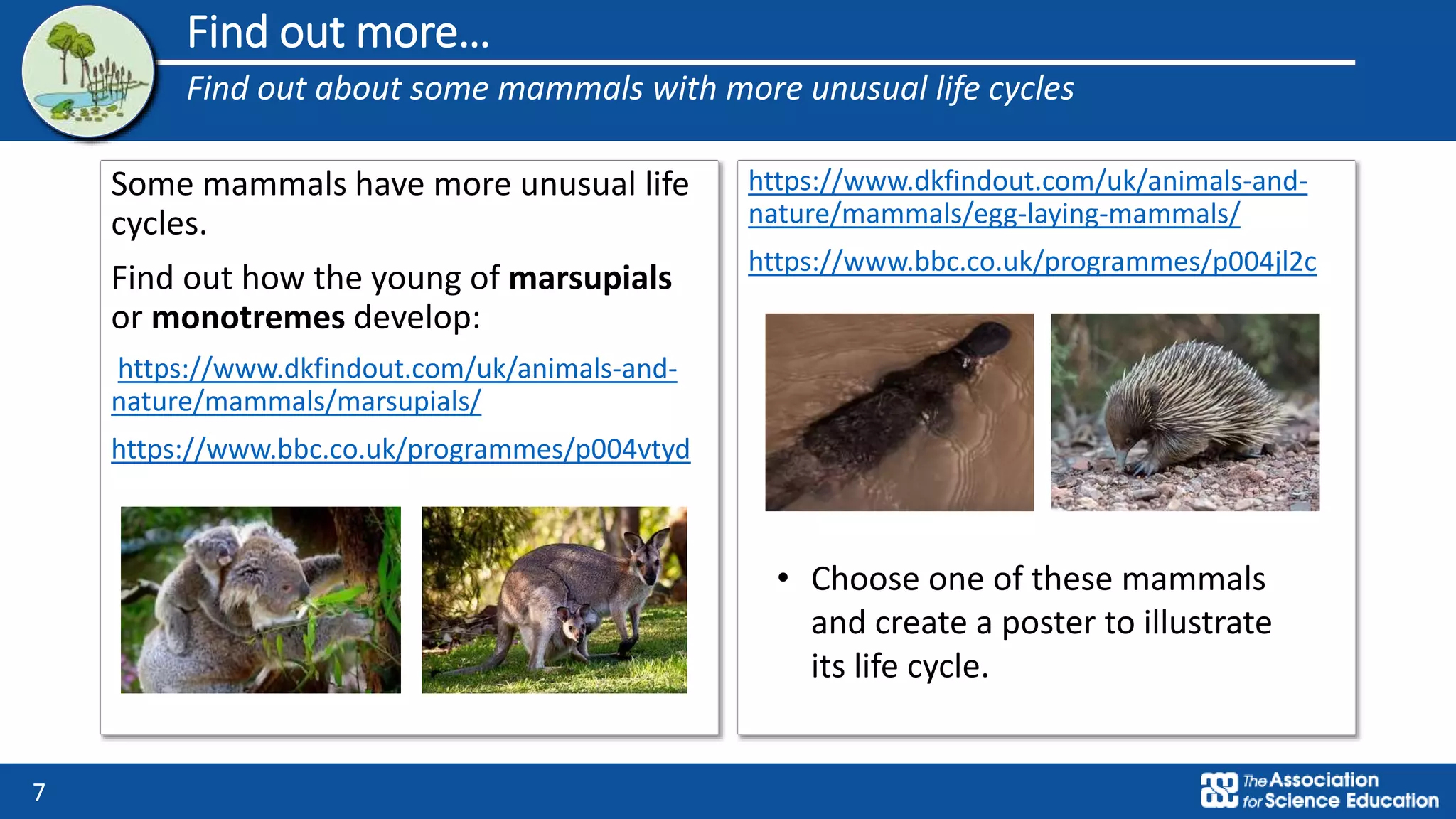 year-5-lesson-5-gestation-of-mammals.pptx