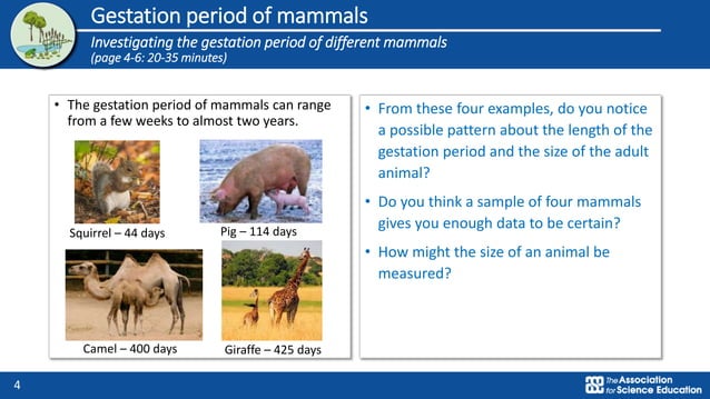 year-5-lesson-5-gestation-of-mammals.pptx