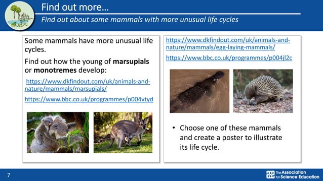 year-5-lesson-5-gestation-of-mammals.pptx