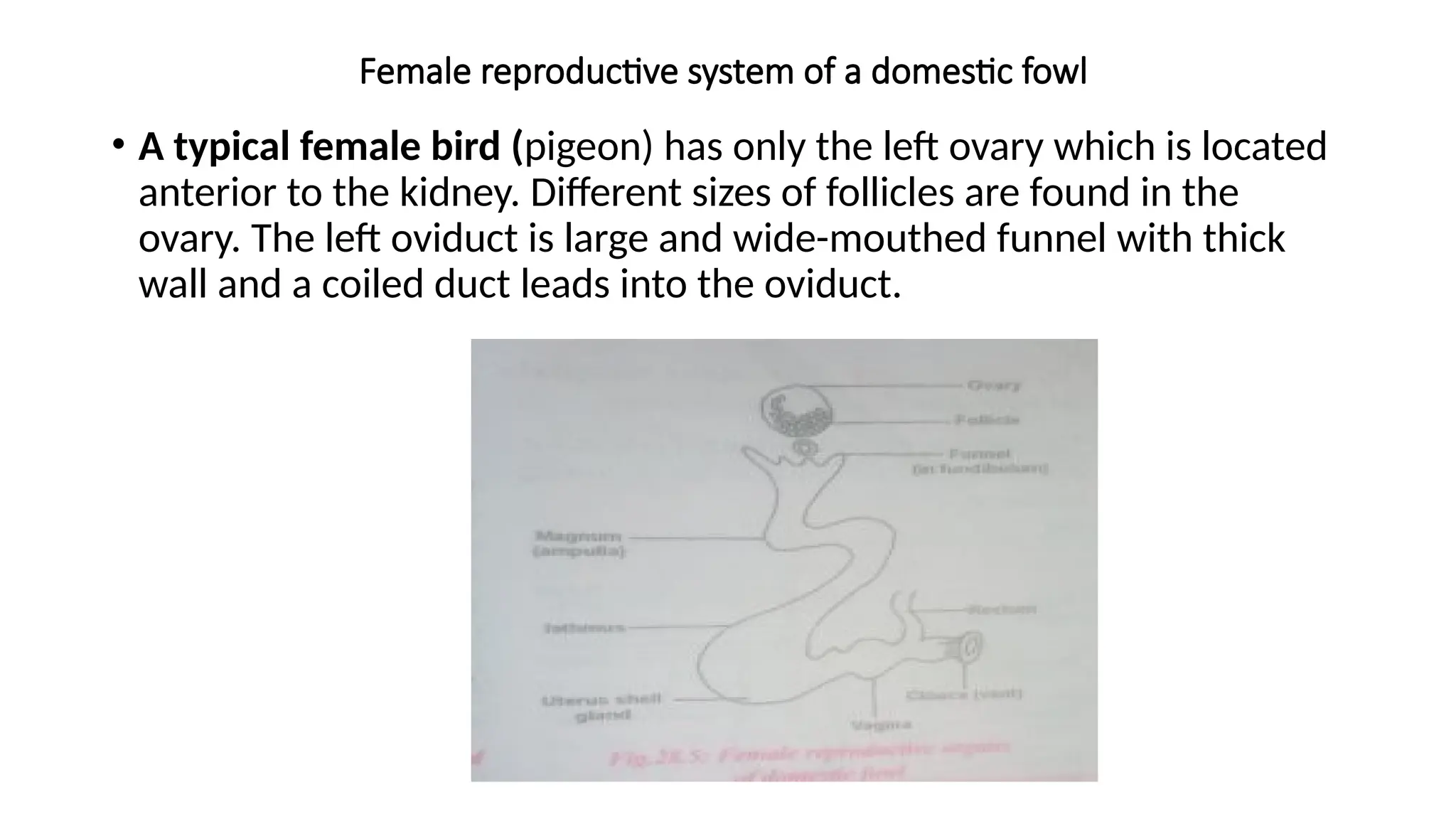 YEAR 11 BIOLOGY LESSON NOTE (1).pptxxxx8887 | PPTX