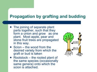 RHS Year 1 week 15 2011 | PPT