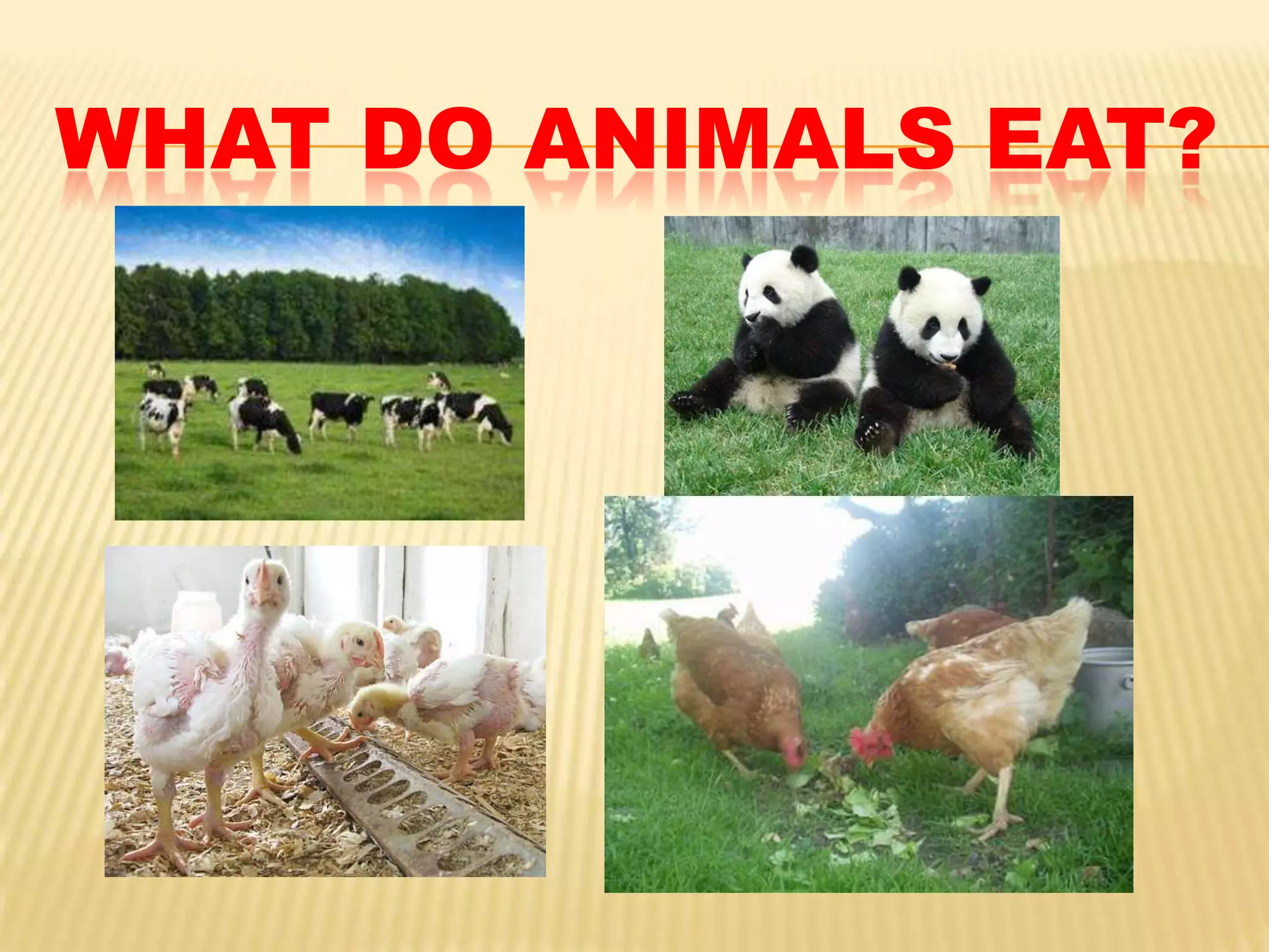 Year 2 animals food | PPT