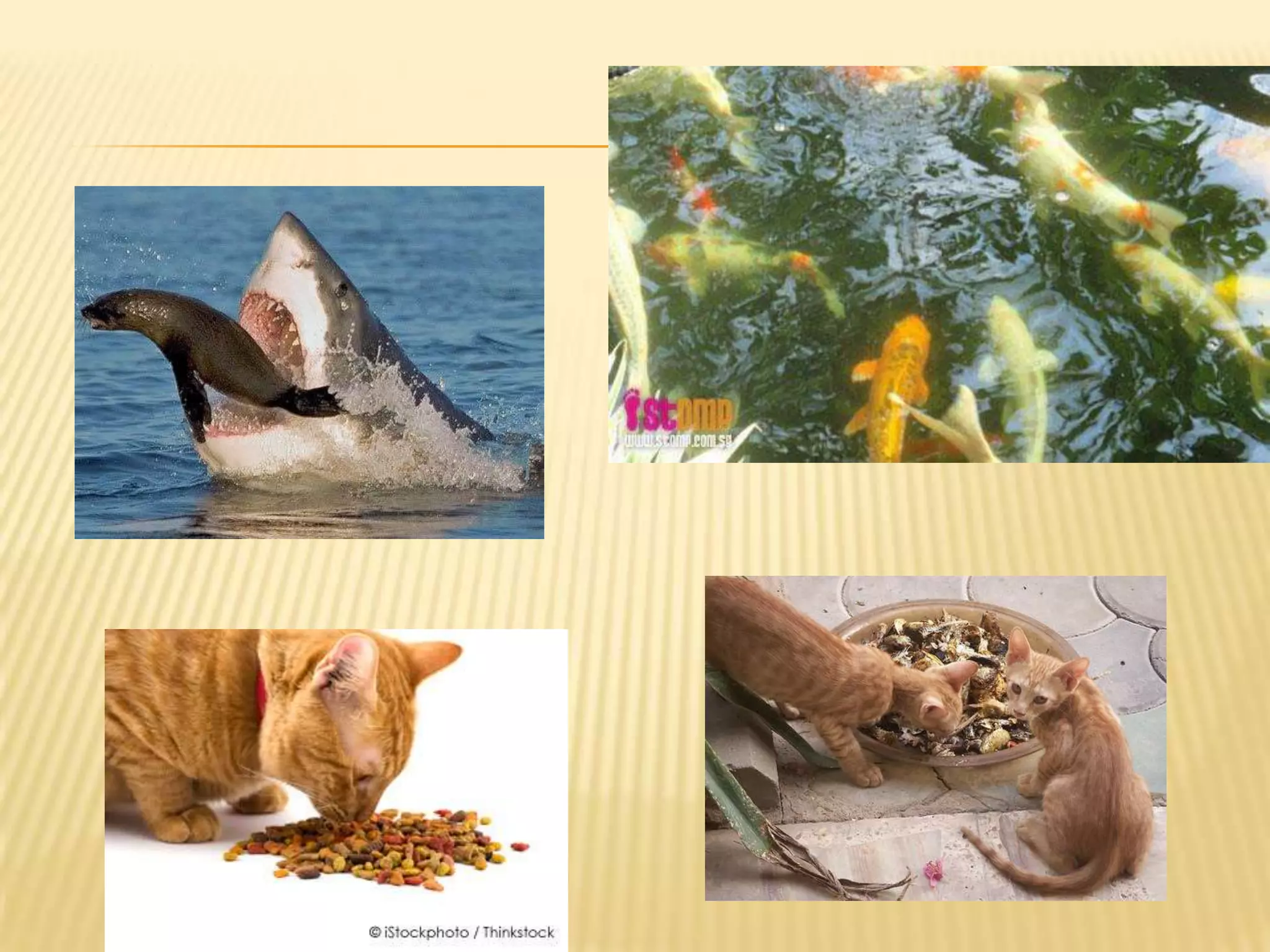 Year 2 animals food | PPTX