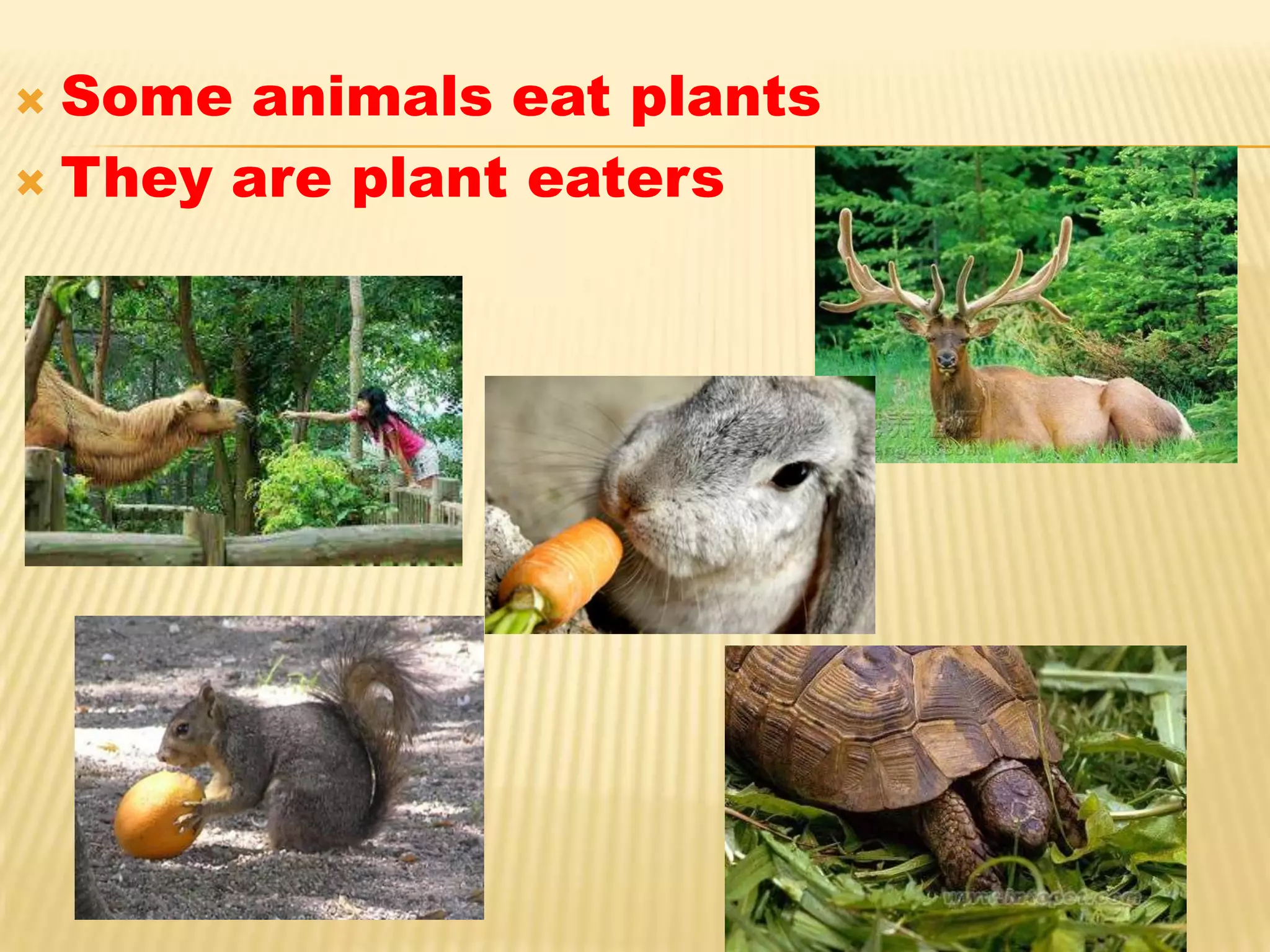 Year 2 animals food | PPT