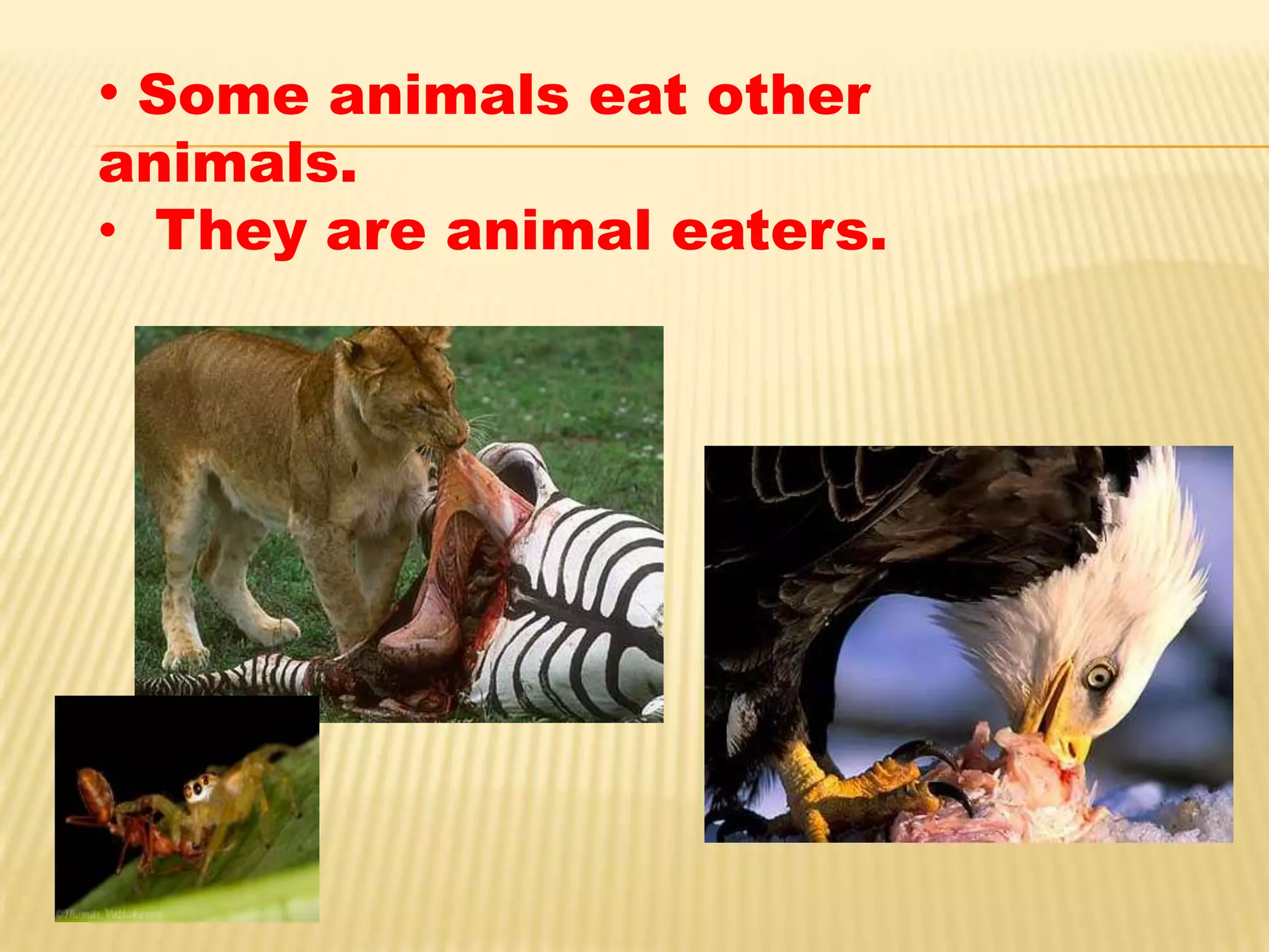 Year 2 animals food | PPTX