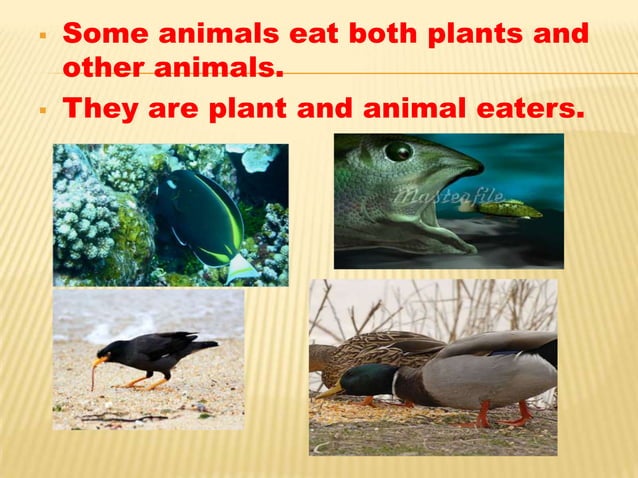 Year 2 animals food | PPT