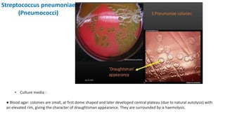 Bacterial meningitis and symptoms copy.pptx