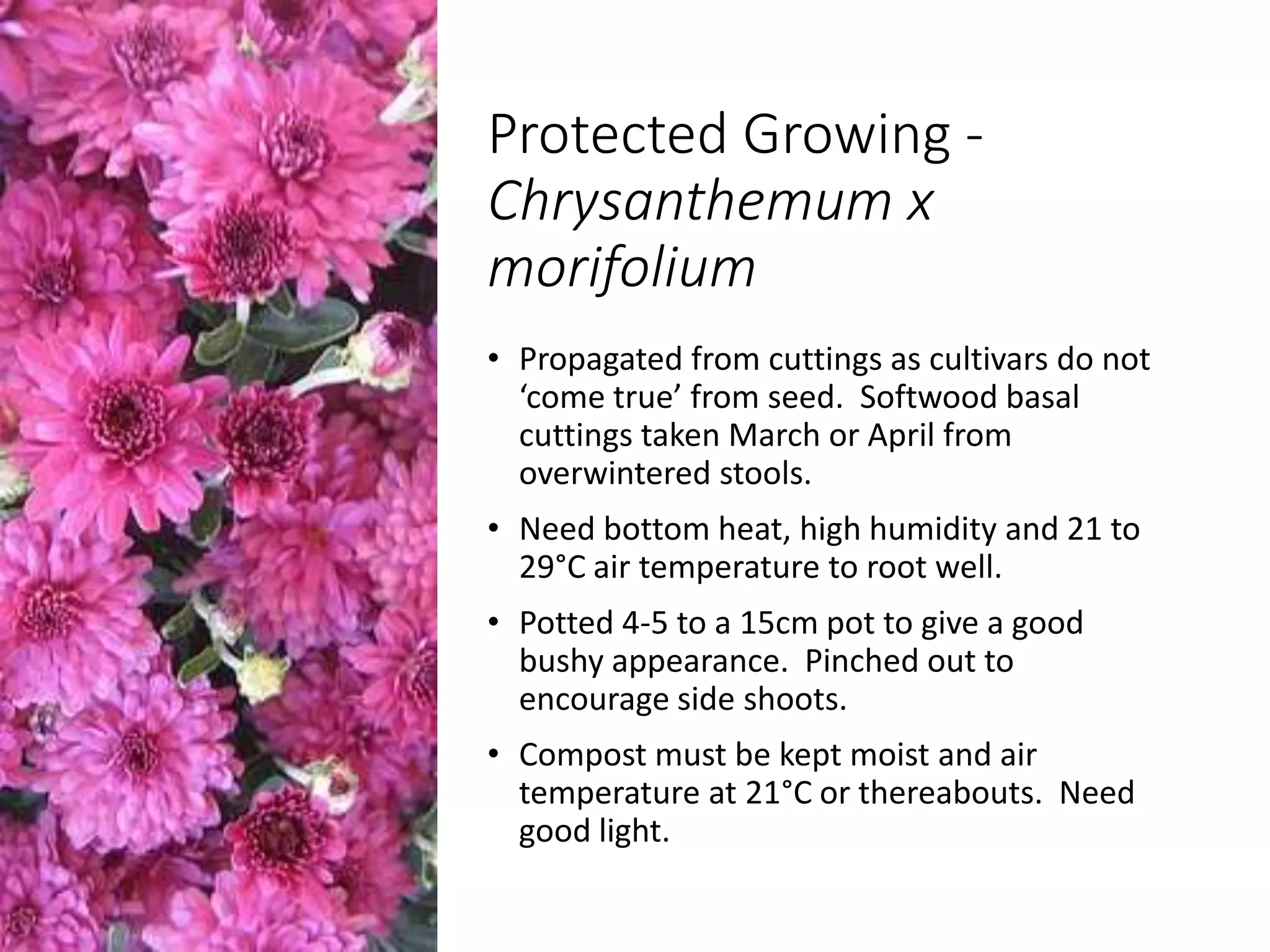 Year 2 week 13 presentation revised | PPT