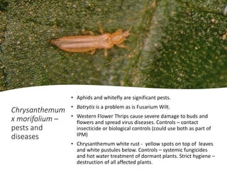 Year 2 week 13 presentation revised | PPT