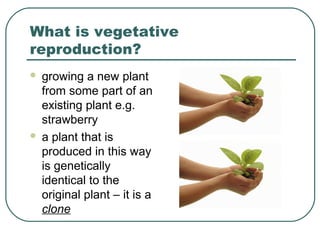Year 2 week 33 presentation all sorts of cuttings | PPT