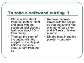 Year 2 week 33 presentation all sorts of cuttings | PPT