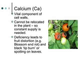 RHS Year 2 week 7 presentation | PPT