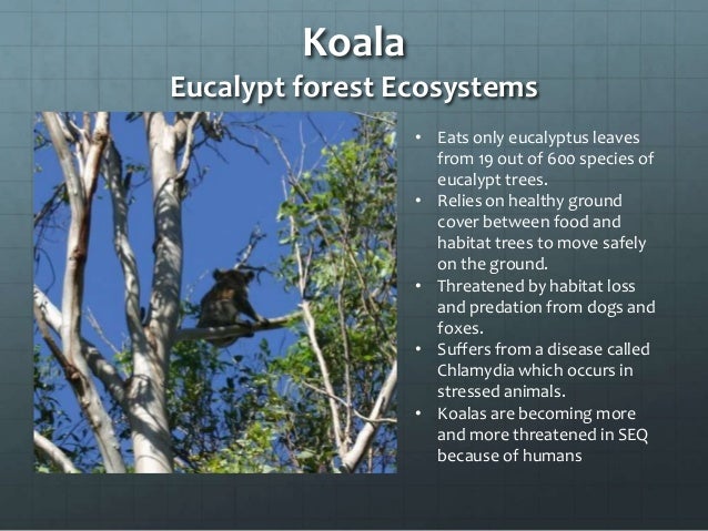 Koala Food Web Diagram