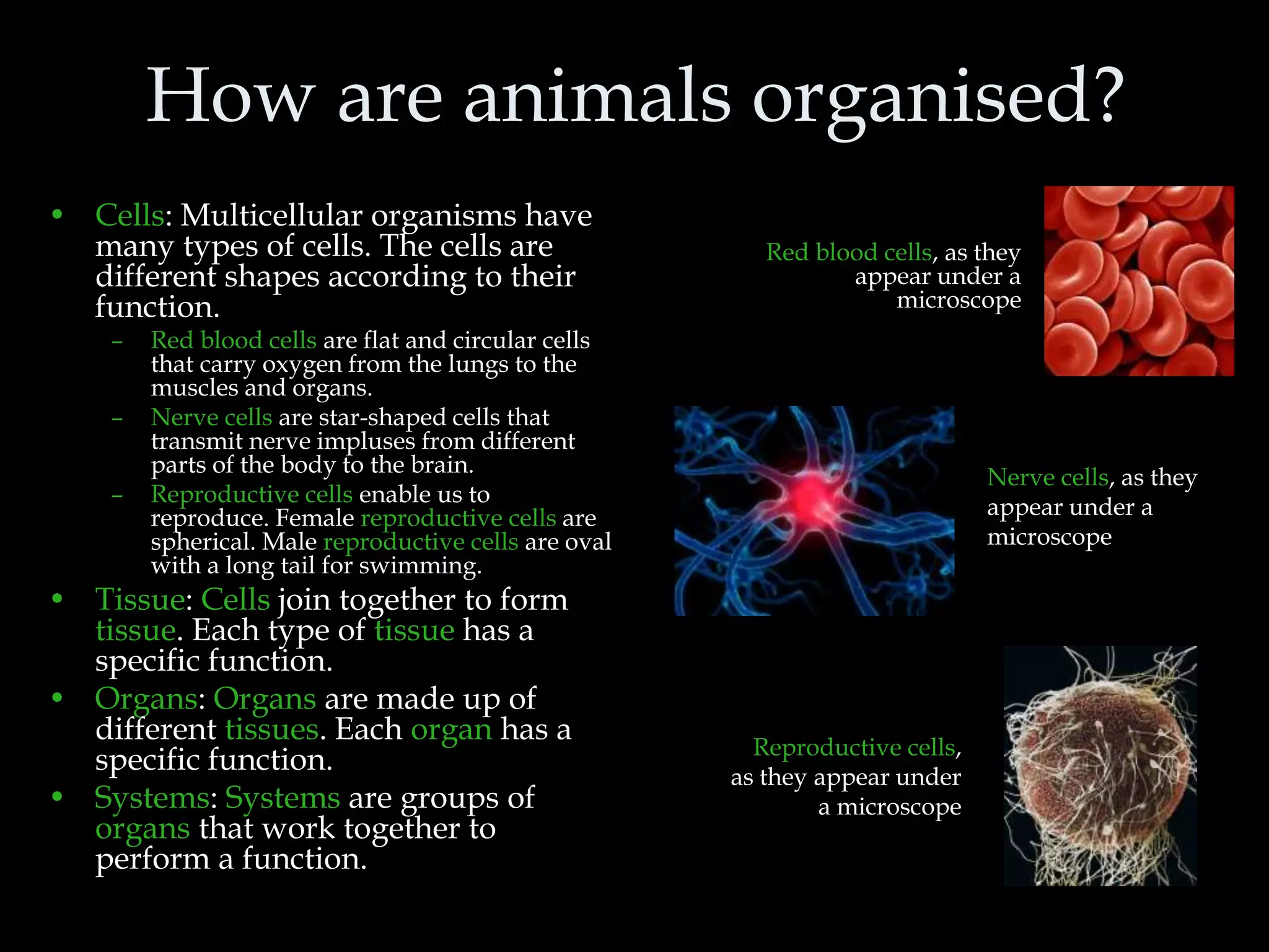 The organisation of living things | PPTX