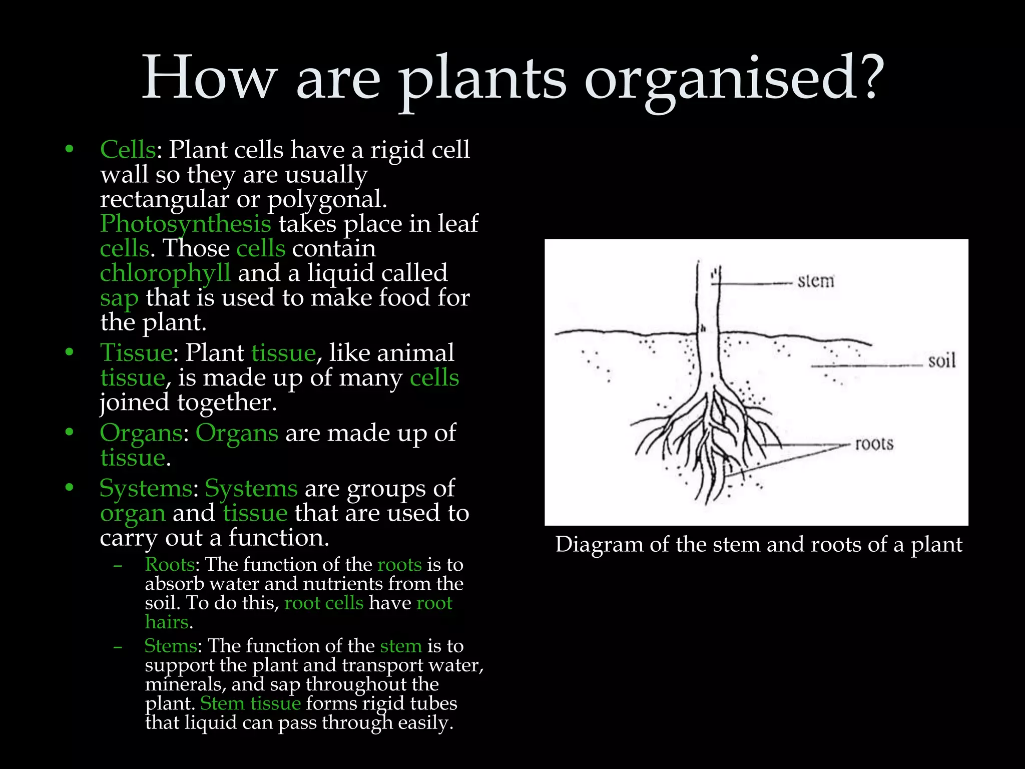 The organisation of living things | PPTX