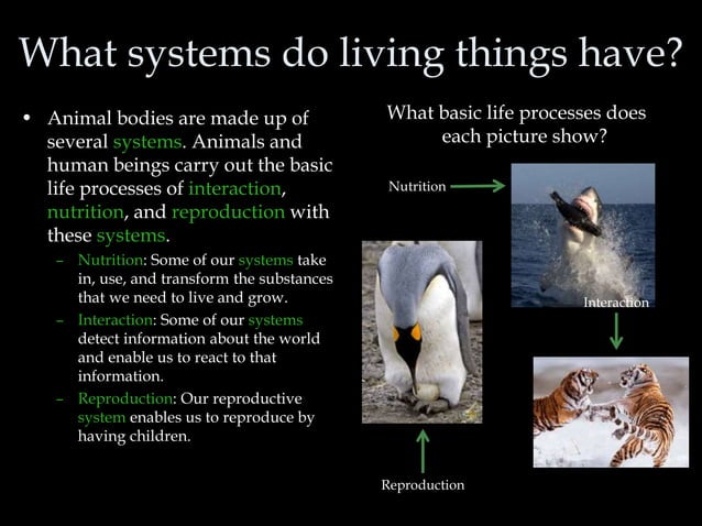 The organisation of living things | PPT