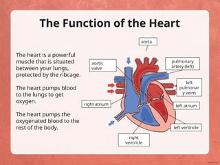 Year 6 Human Body Circulatory System Lesson Teaching Powerpoint.pptx