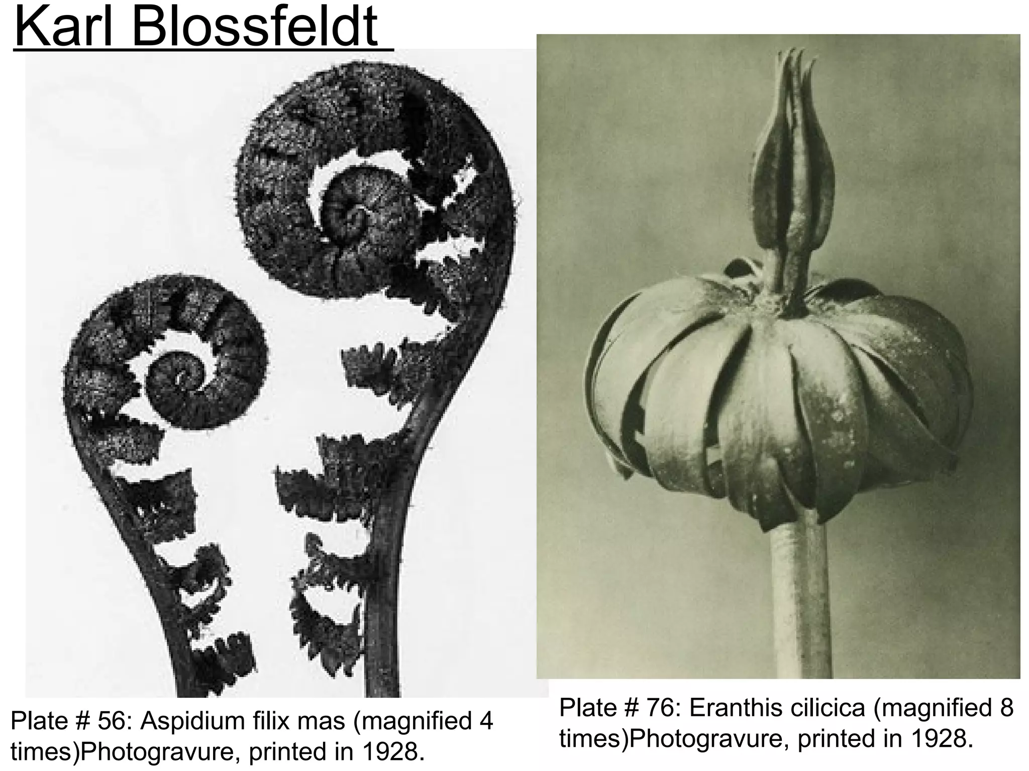 Year 9 Natural Forms boards | PPT