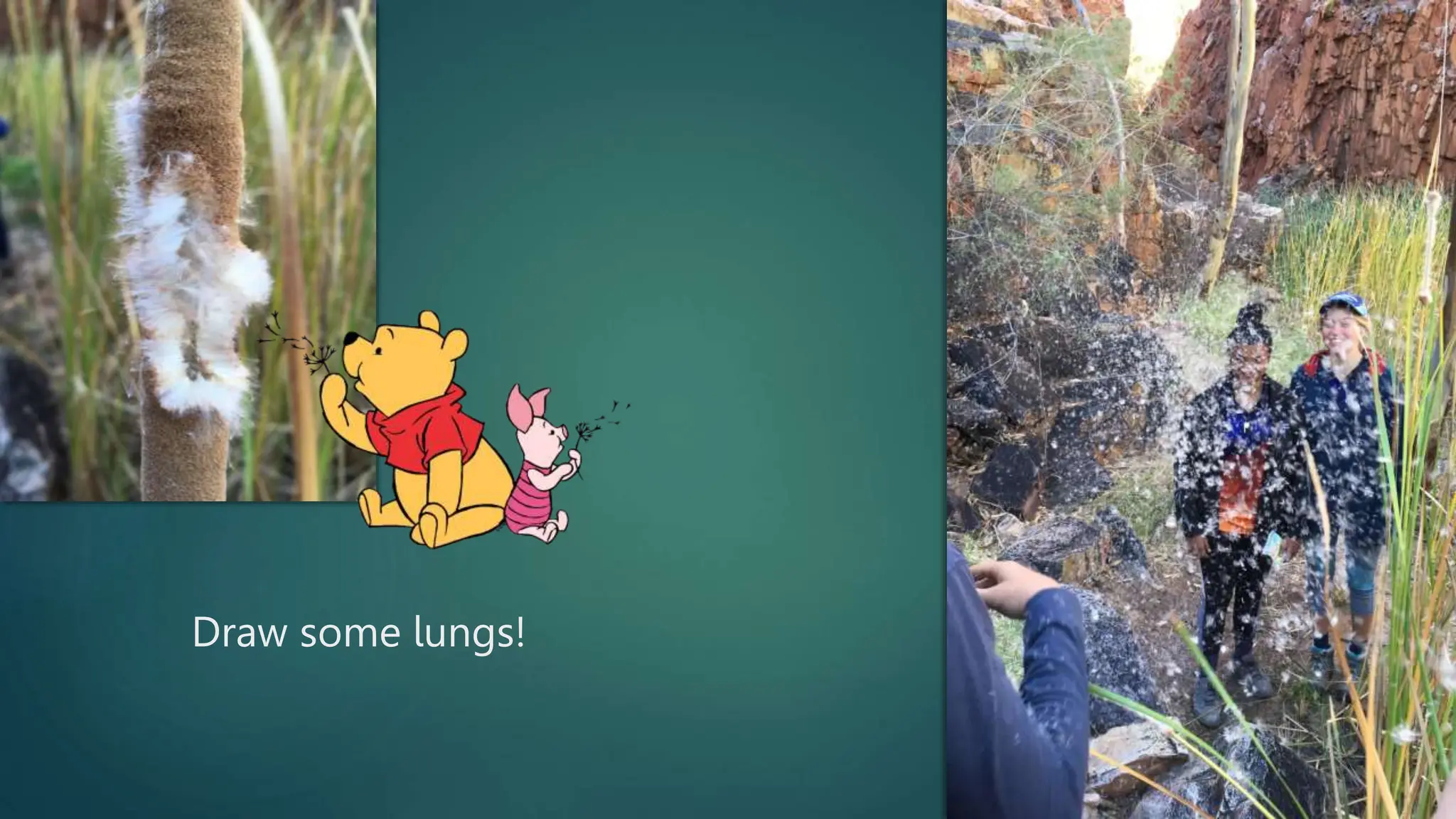 Year 9 Geometric patterns in nature.pptx