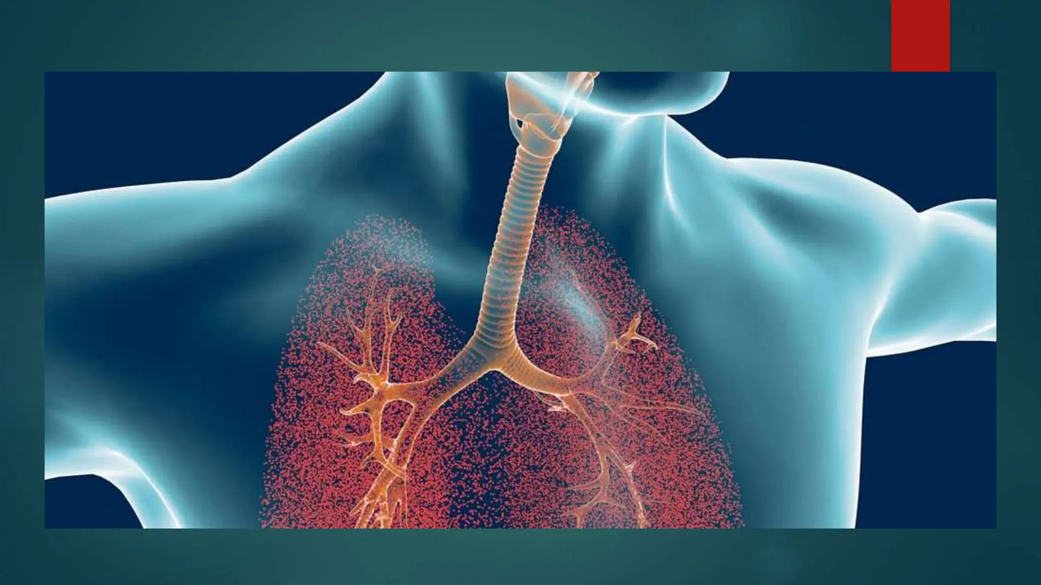 Year 9 Geometric patterns in nature.pptx