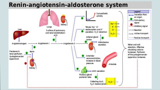 ACE Inhibitors